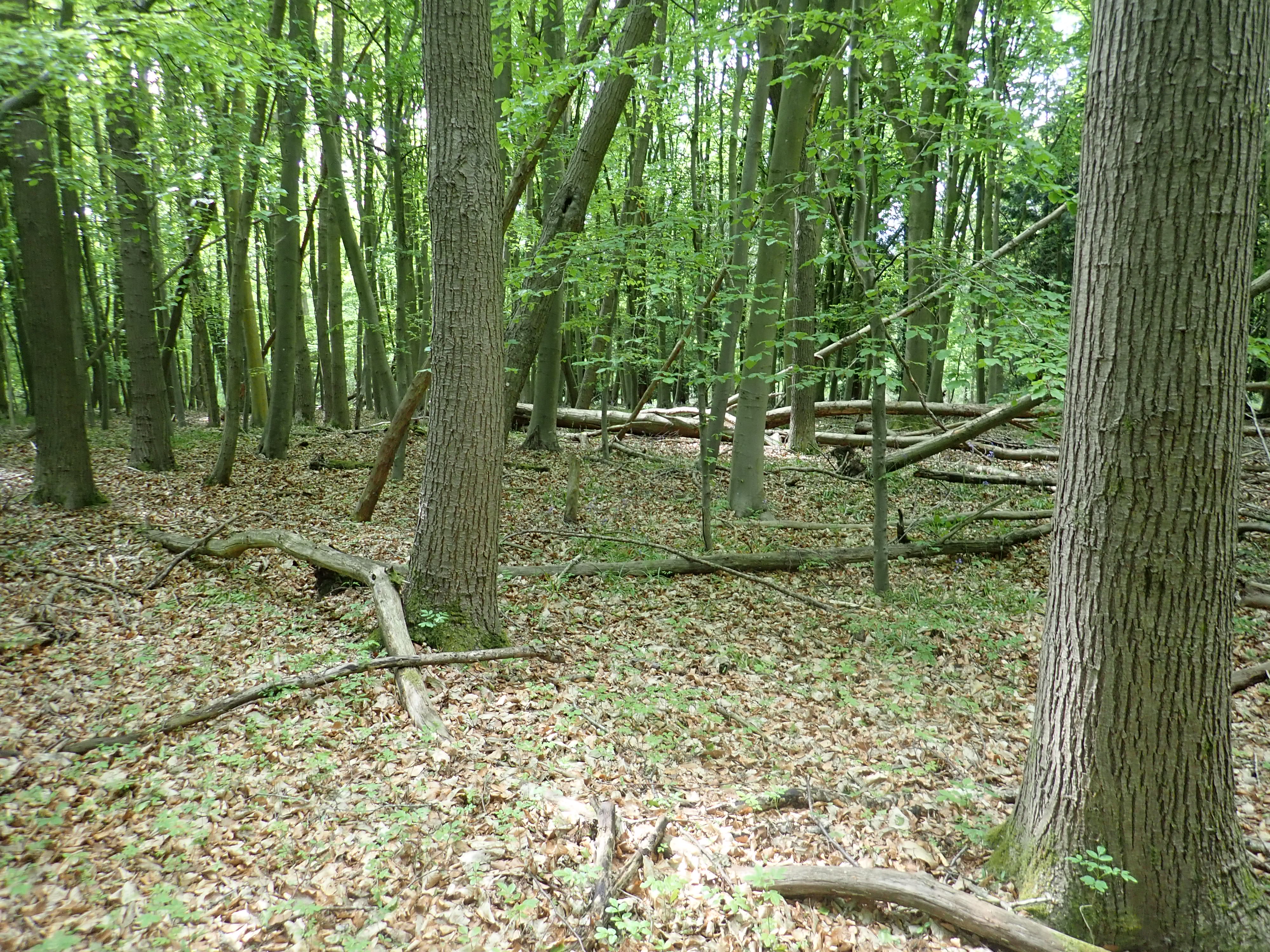 Sequencing British Earthworms – Biological Recording