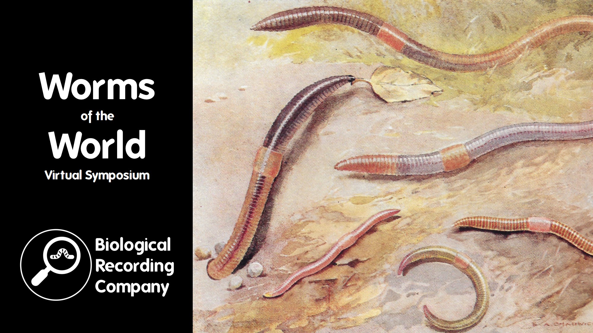 Worms of the World Virtual Symposium – Biological Recording