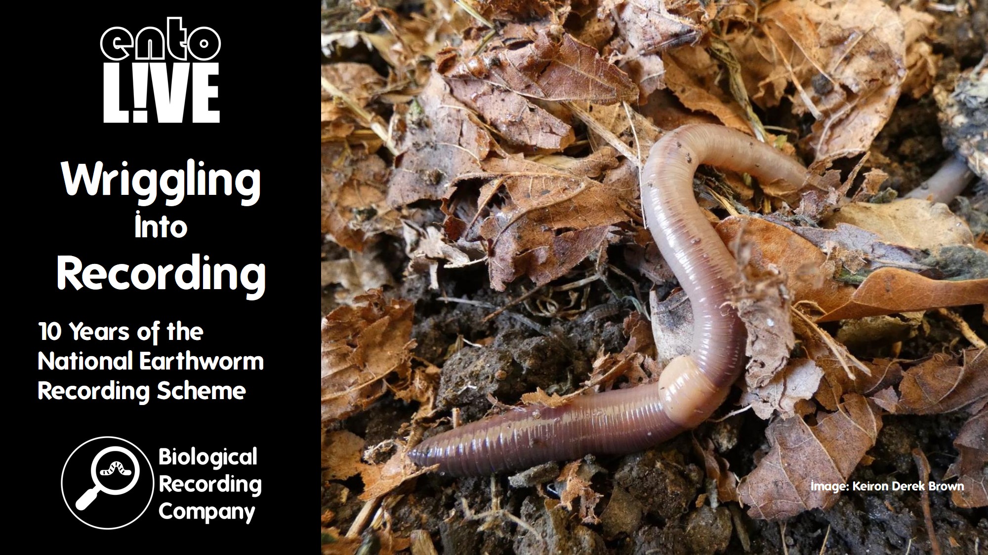 Wriggling Into Recording: 10 Years of the National Earthworm Recording ...