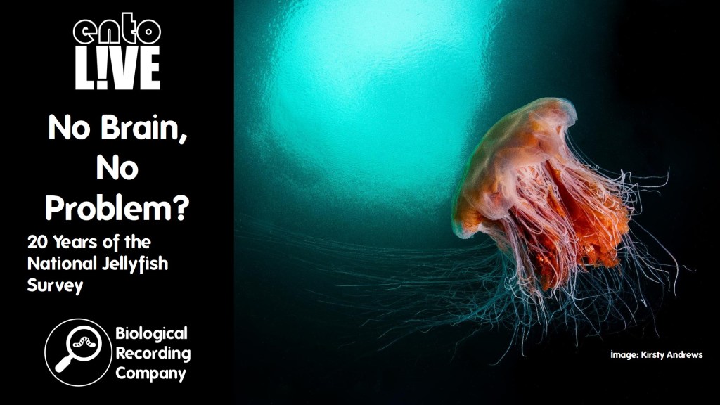 Flying Squids: Their Life Story and Relationships With Each Other ...