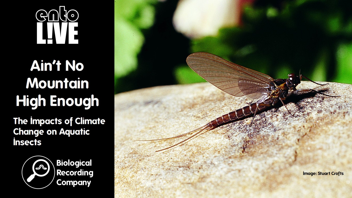 American Signal Crayfish: England Case Study – Biological Recording