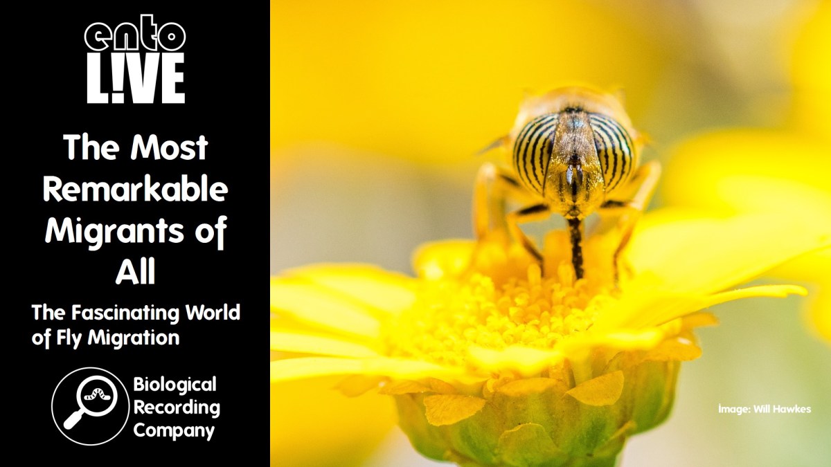 The Most Remarkable Migrants of All: The Fascinating World of Fly Migration – Biological Recording