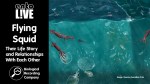 Flying Squids: Their Life Story and Relationships With Each Other ...