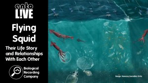 Flying Squids: Their Life Story and Relationships With Each Other ...