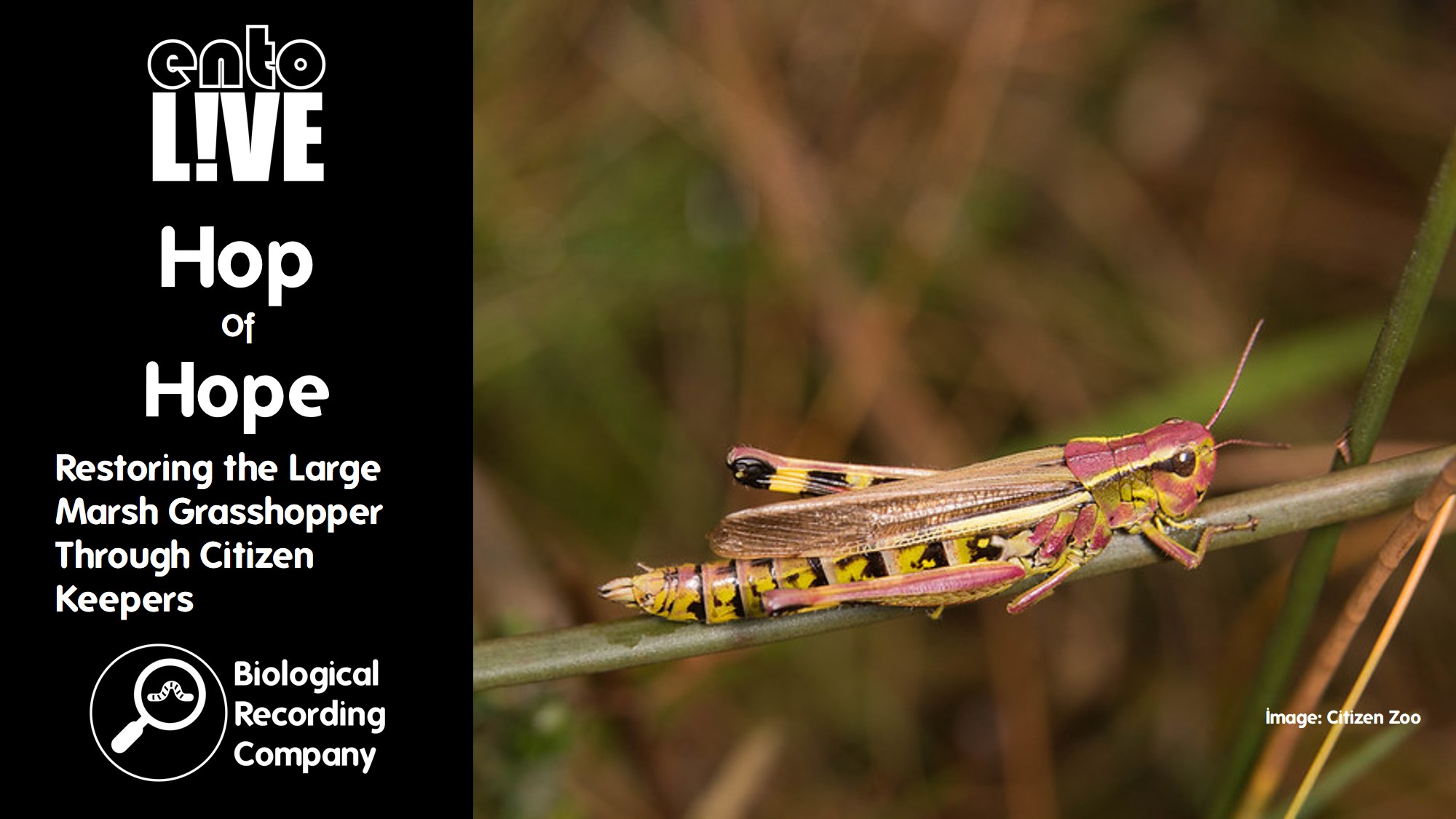 Leeches: Life History and Identification – Biological Recording