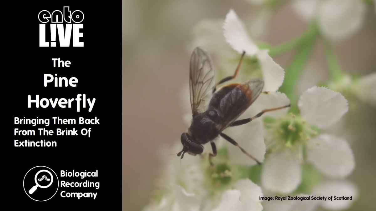 The Pine Hoverfly: Bringing Them Back From The Brink Of Extinction – Biological Recording