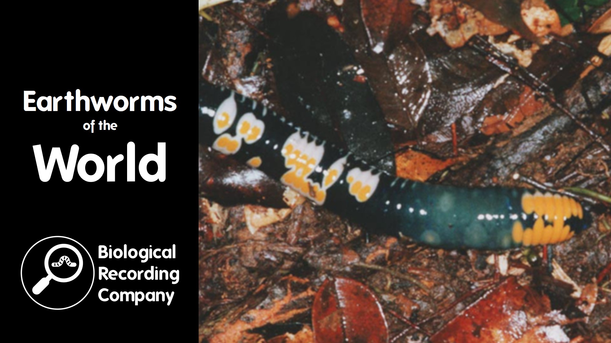 Sequencing British Earthworms – Biological Recording