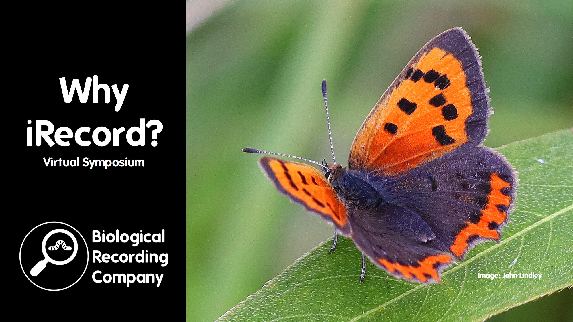 iRecord: An Introduction – Biological Recording