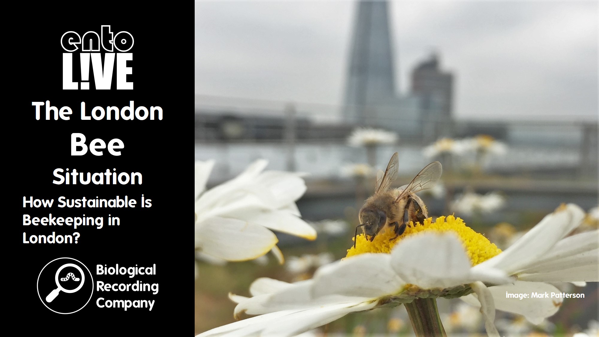 The Mind of a Bee: An Exploration of the Intelligence of Bees ...