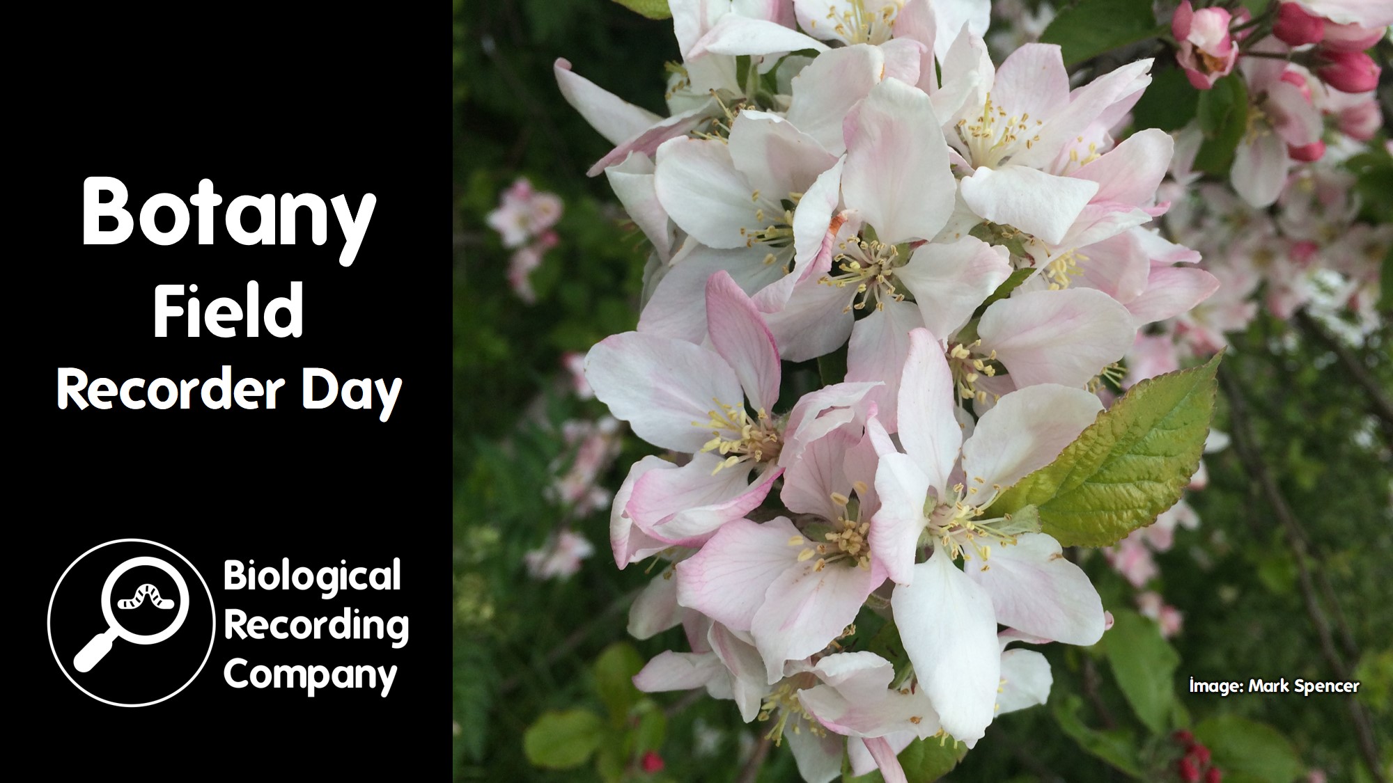 Field Recorder Days – Biological Recording