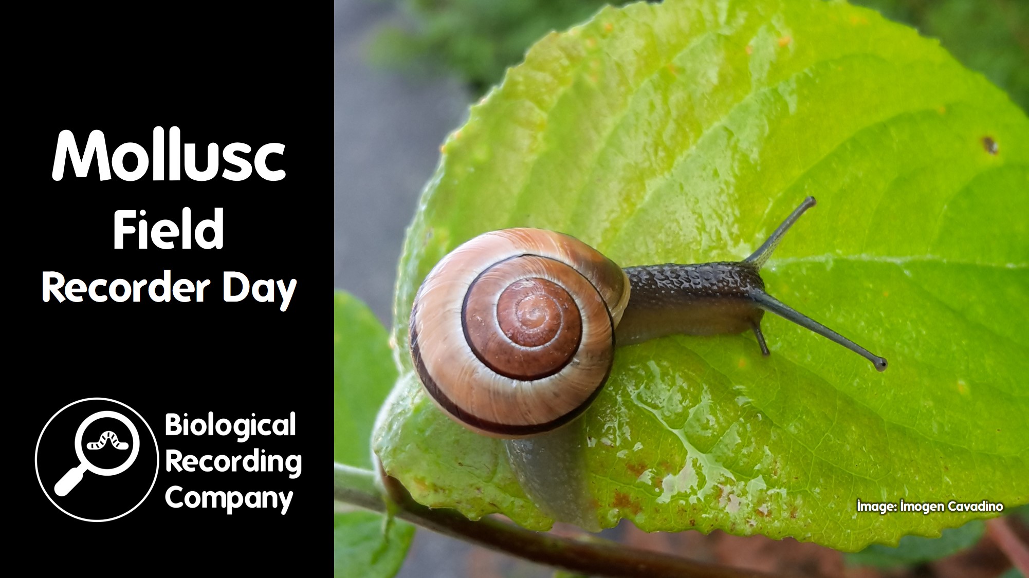 Biological Recording Training & Services – Biological Recording