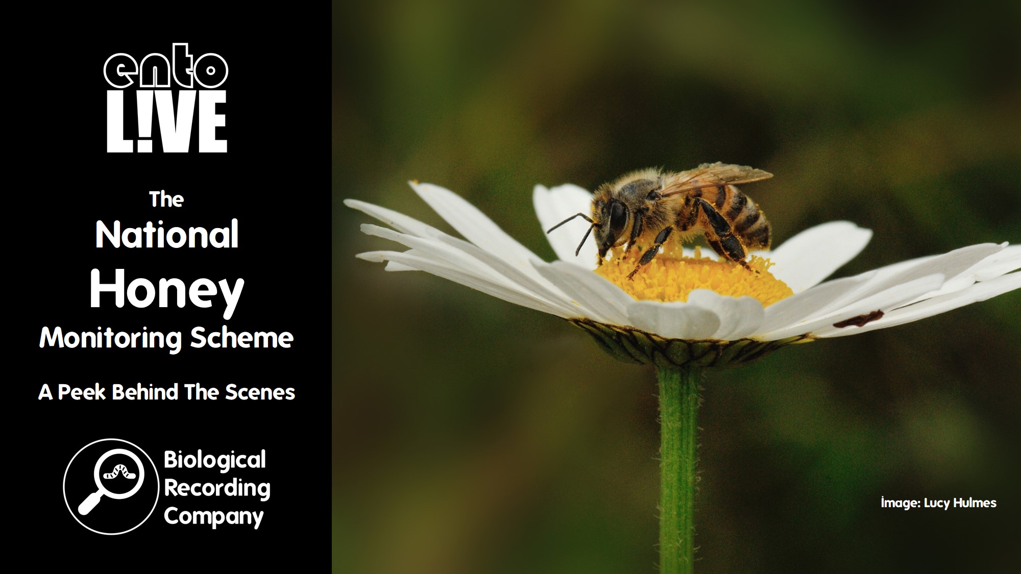 The London Bee Situation: How Sustainable Is Beekeeping in London ...