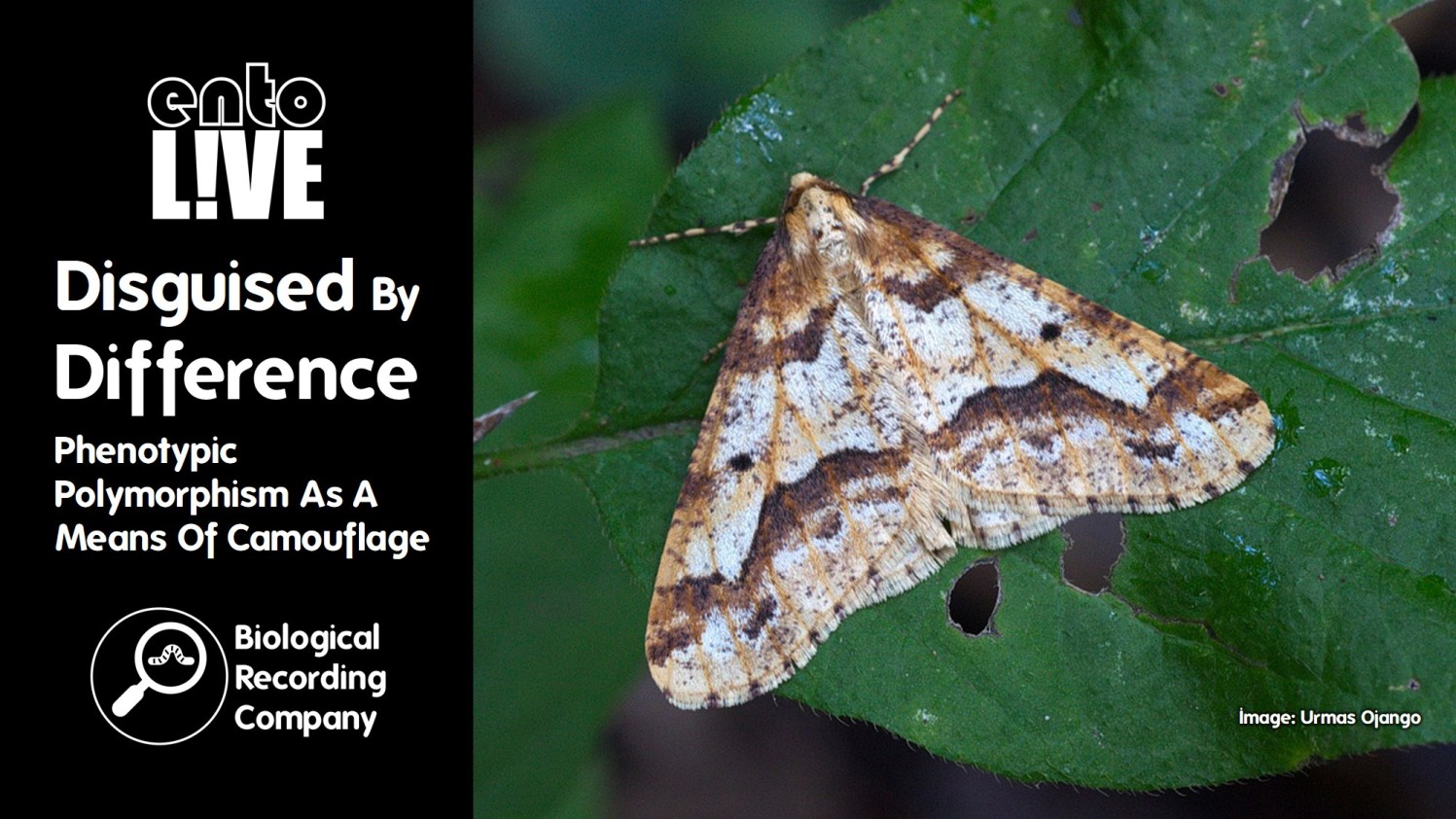 Leeches: Life History and Identification – Biological Recording