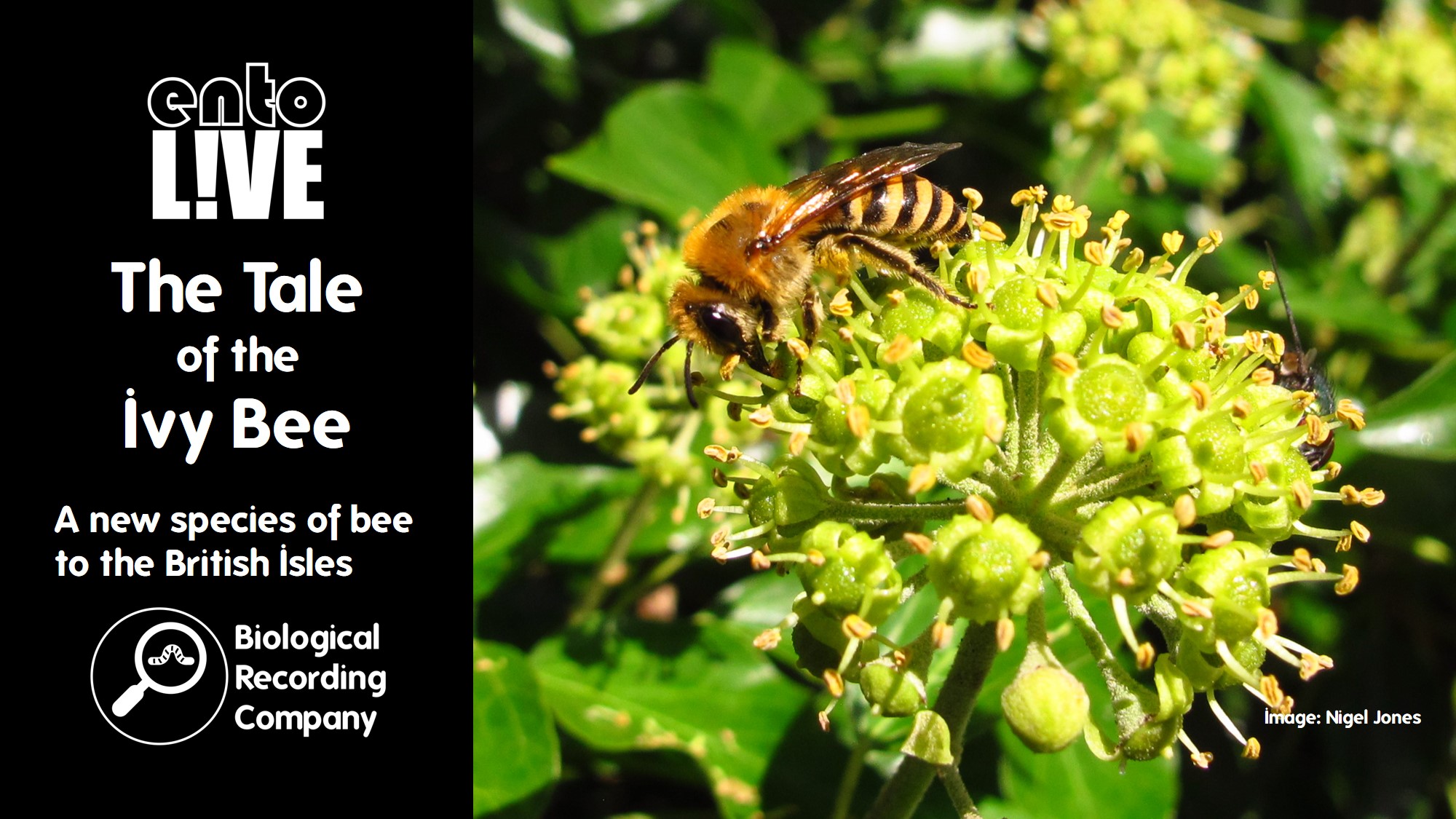 The Tale of the Ivy Bee: A New British Species – Biological Recording