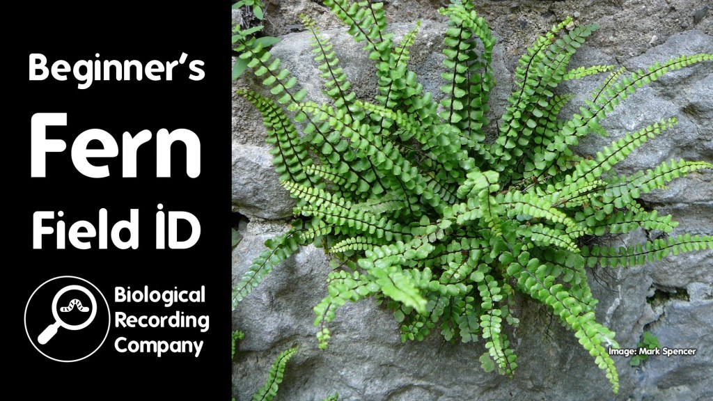 Training Courses – Biological Recording