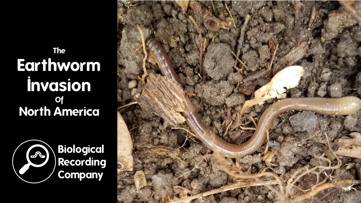 The Earthworm Invasion of North America – Biological Recording
