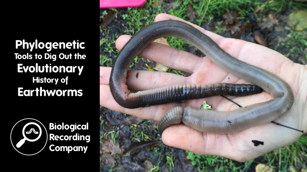 Phylogenetic Tools to Dig Out the Evolutionary History of Earthworms ...