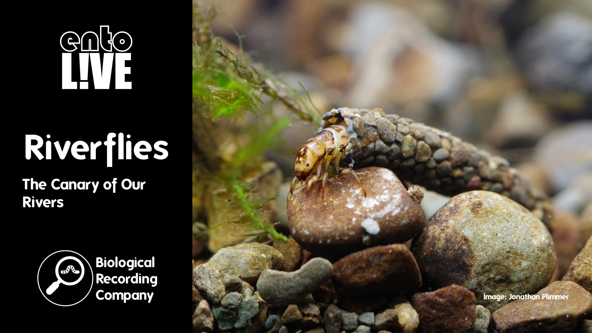 SmartRivers: Using Freshwater Invertebrates to Monitor River Health ...