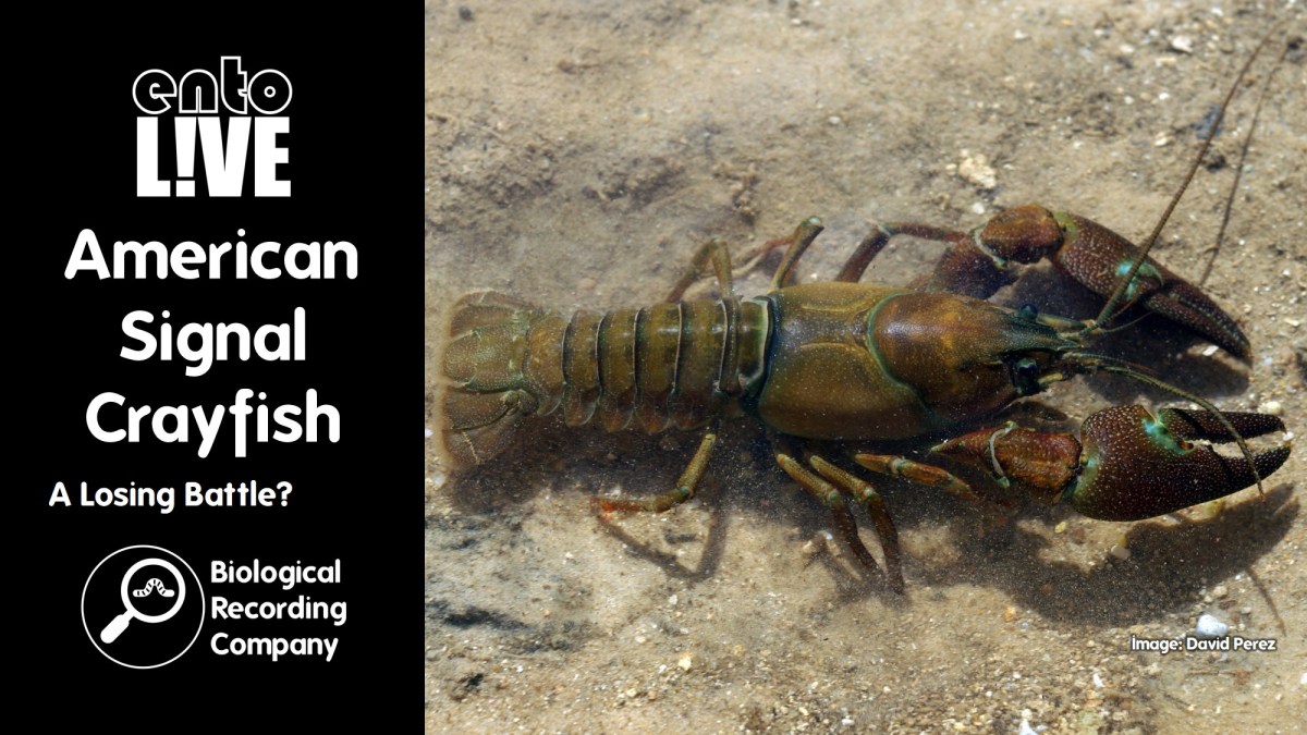 American Signal Crayfish: A Losing Battle? – Biological Recording