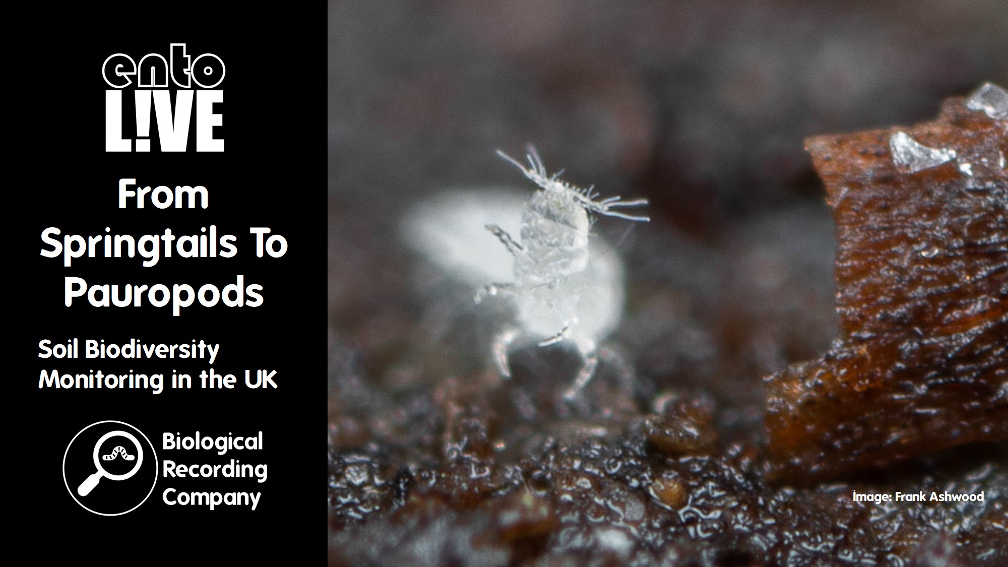 Leeches: Life History and Identification – Biological Recording