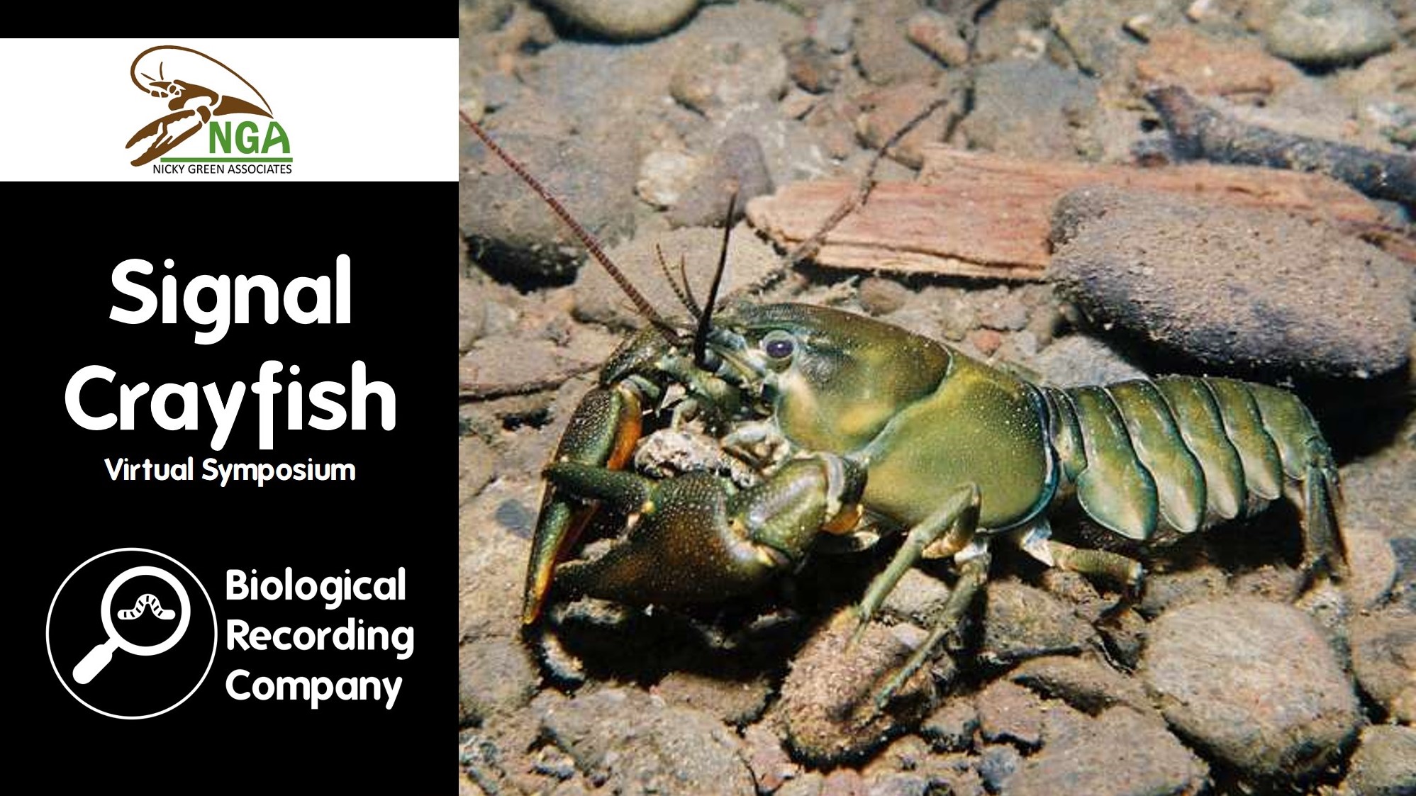 Signal Crayfish Virtual Symposium – Biological Recording