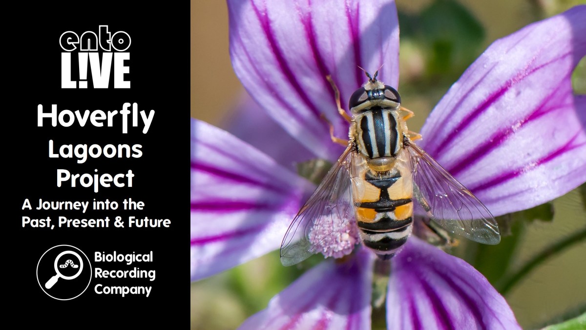 Hoverfly Lagoons Project: A Journey into the Past, Present and Future ...