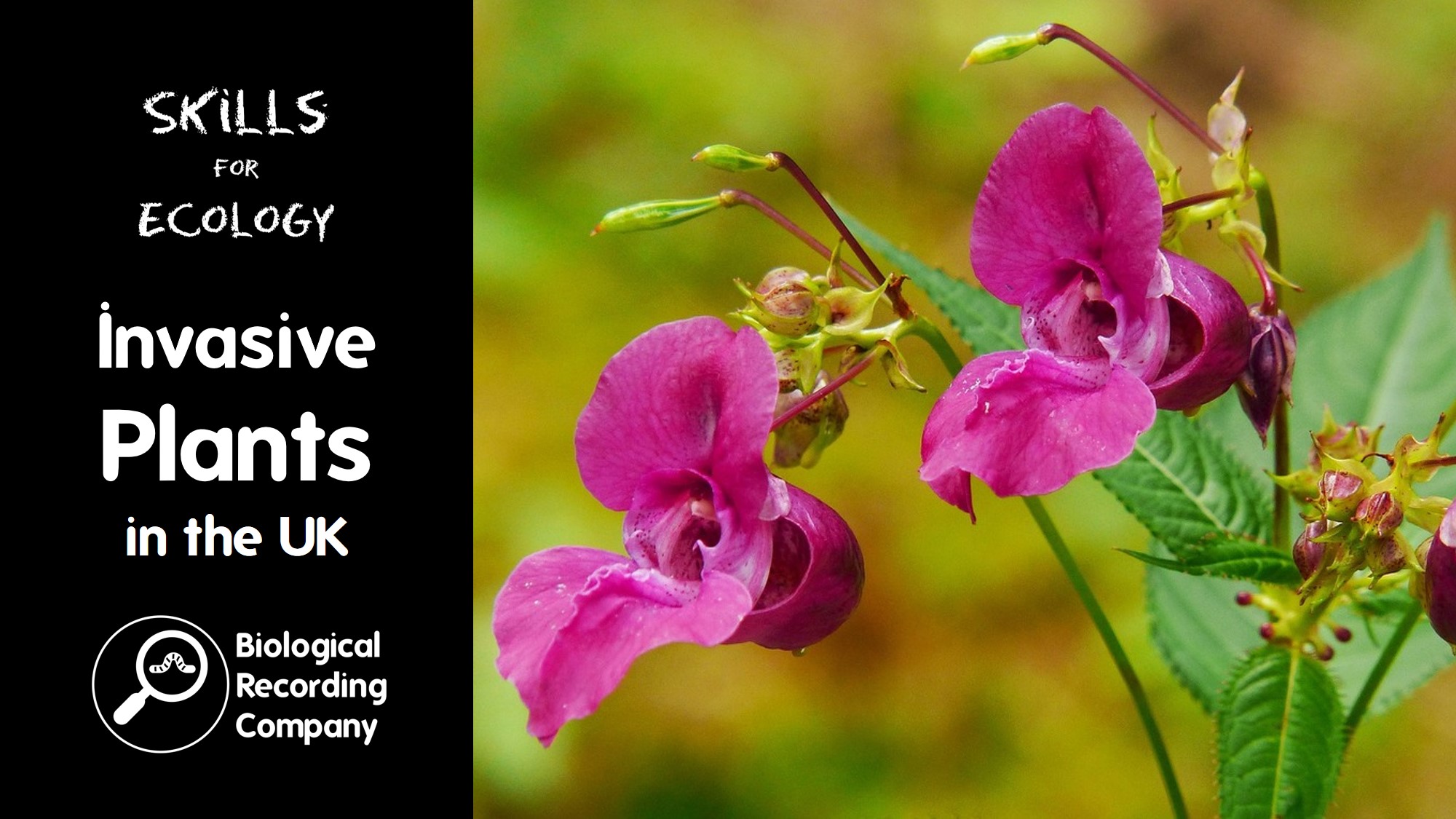 Monitoring Pollinators with FIT Counts – Biological Recording