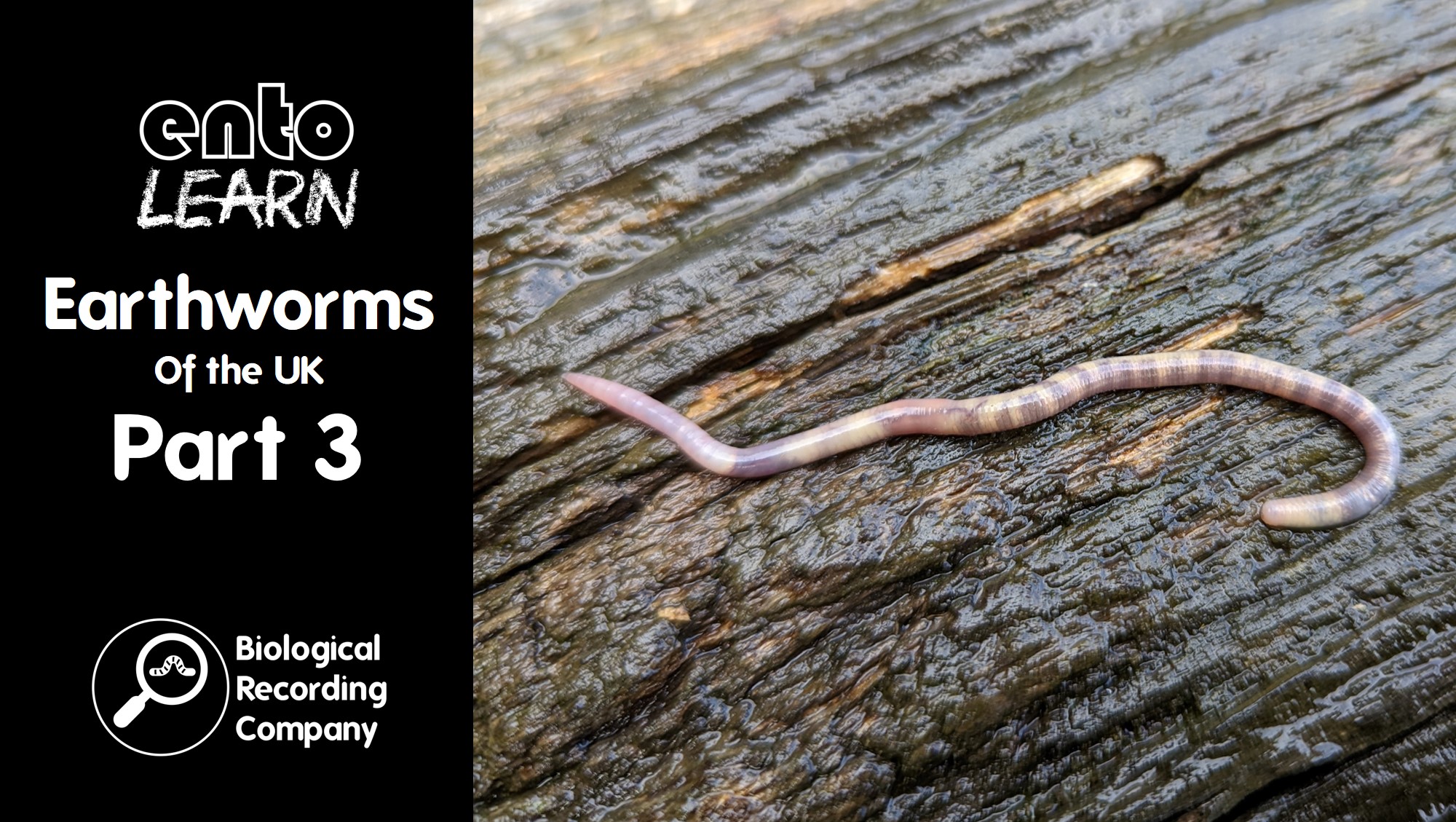 Sequencing British Earthworms – Biological Recording