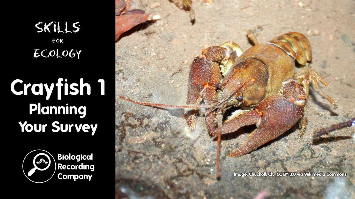 American Signal Crayfish: England Case Study – Biological Recording