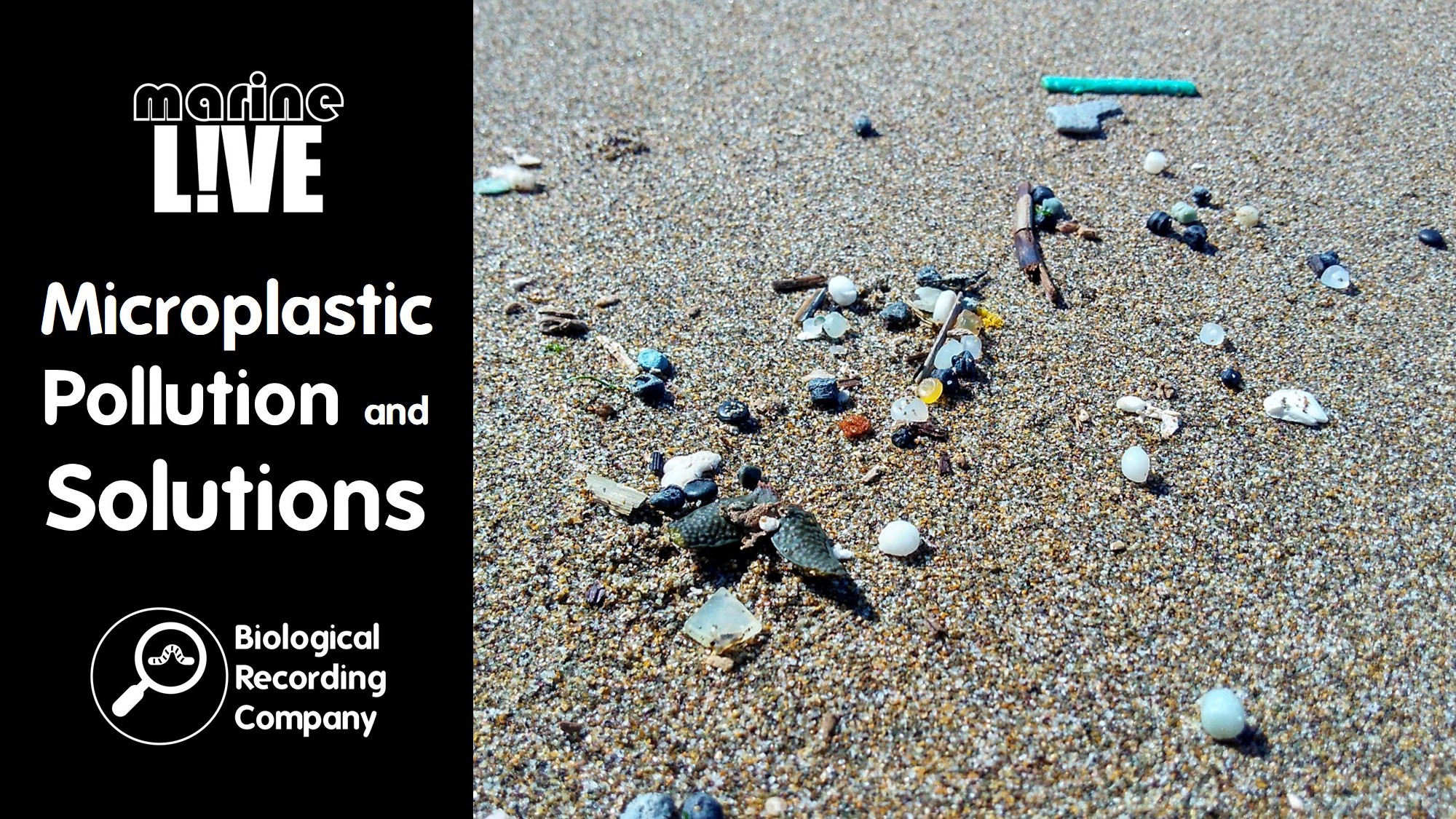Biological Recording – Providing biological recording guidance ...