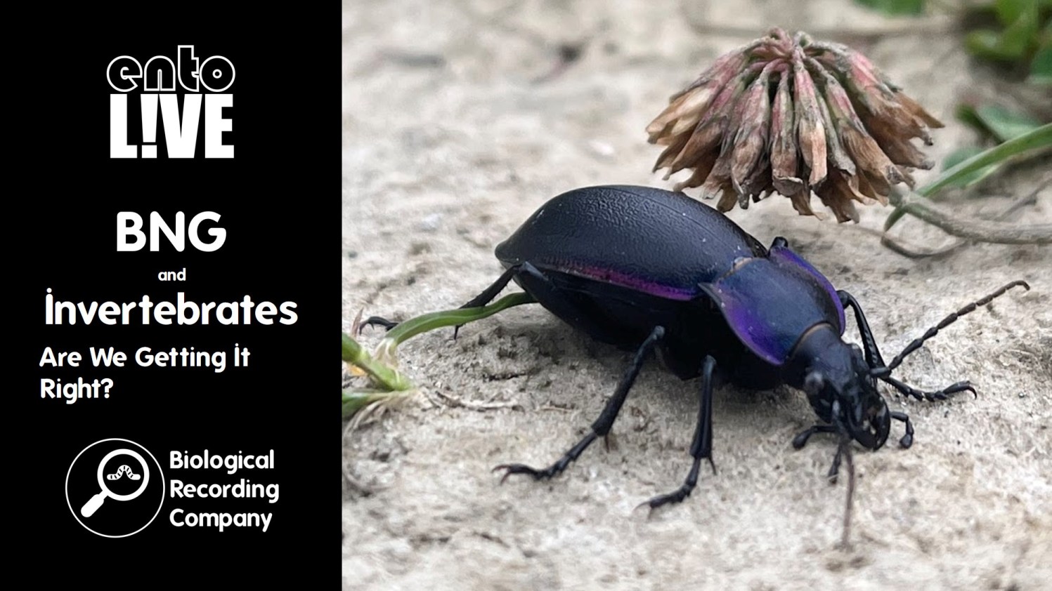 Habitat Condition Assessment Methods for BNG – Biological Recording