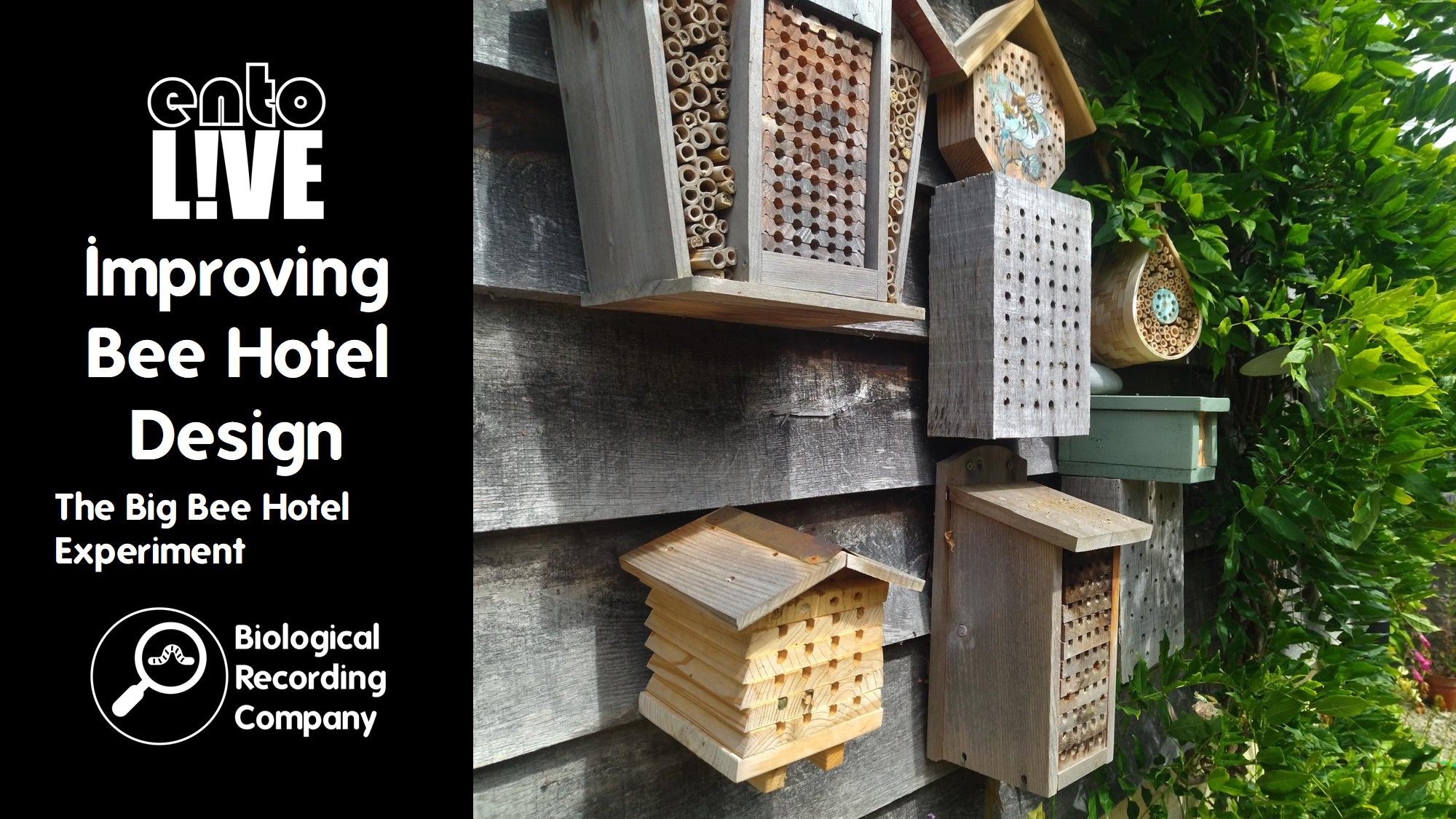 The London Bee Situation: How Sustainable Is Beekeeping in London ...