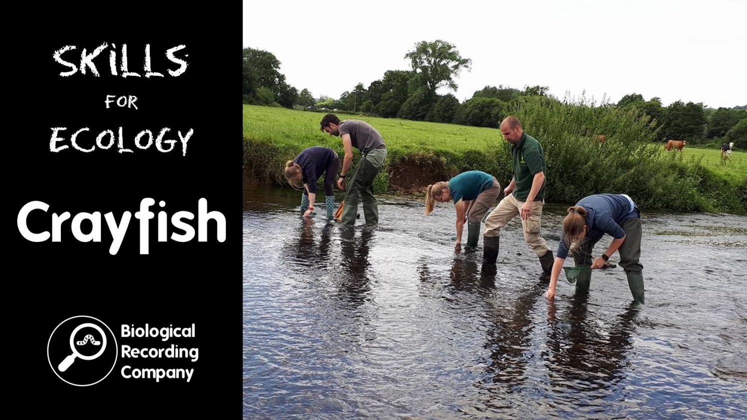 Identiplant: A Unique Tutor-led Online Botany Course – Biological Recording