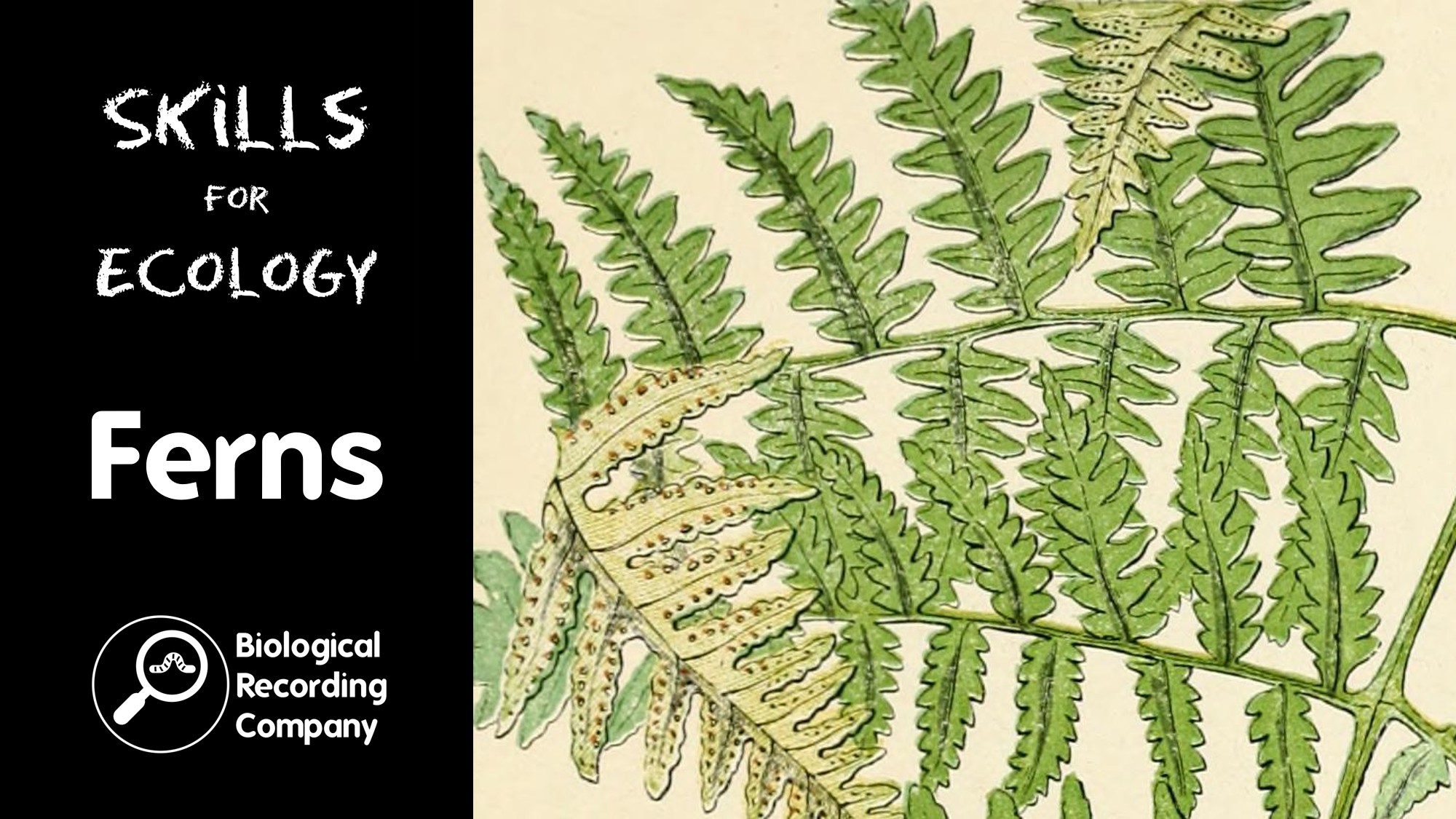 AI-powered Bioacoustics with BirdNET – Biological Recording