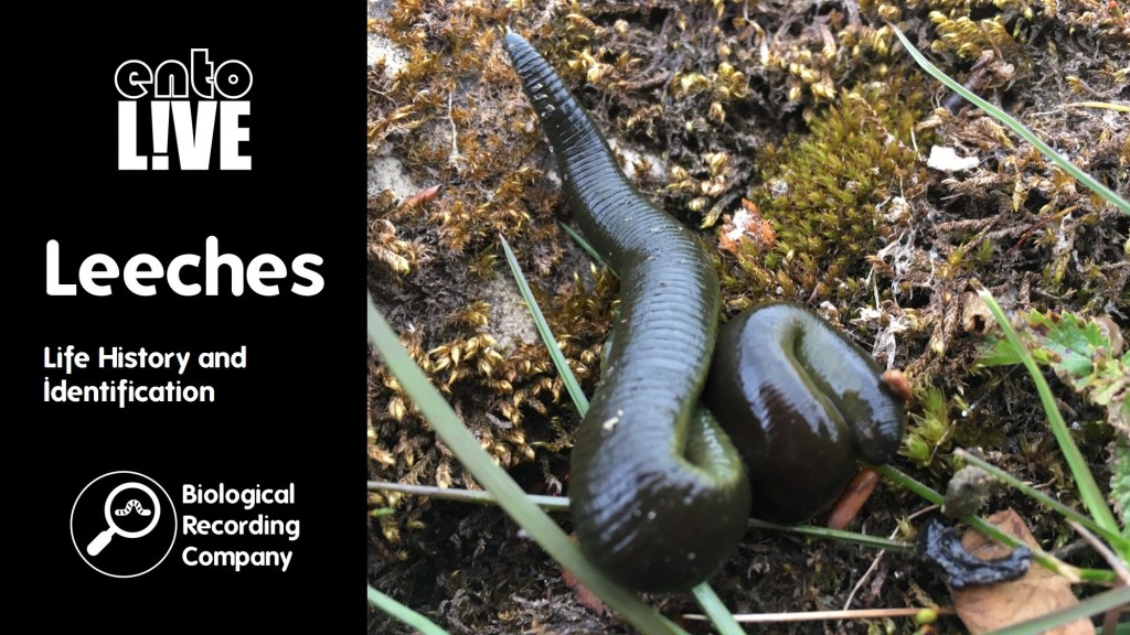 Leeches: Life History and Identification – Biological Recording