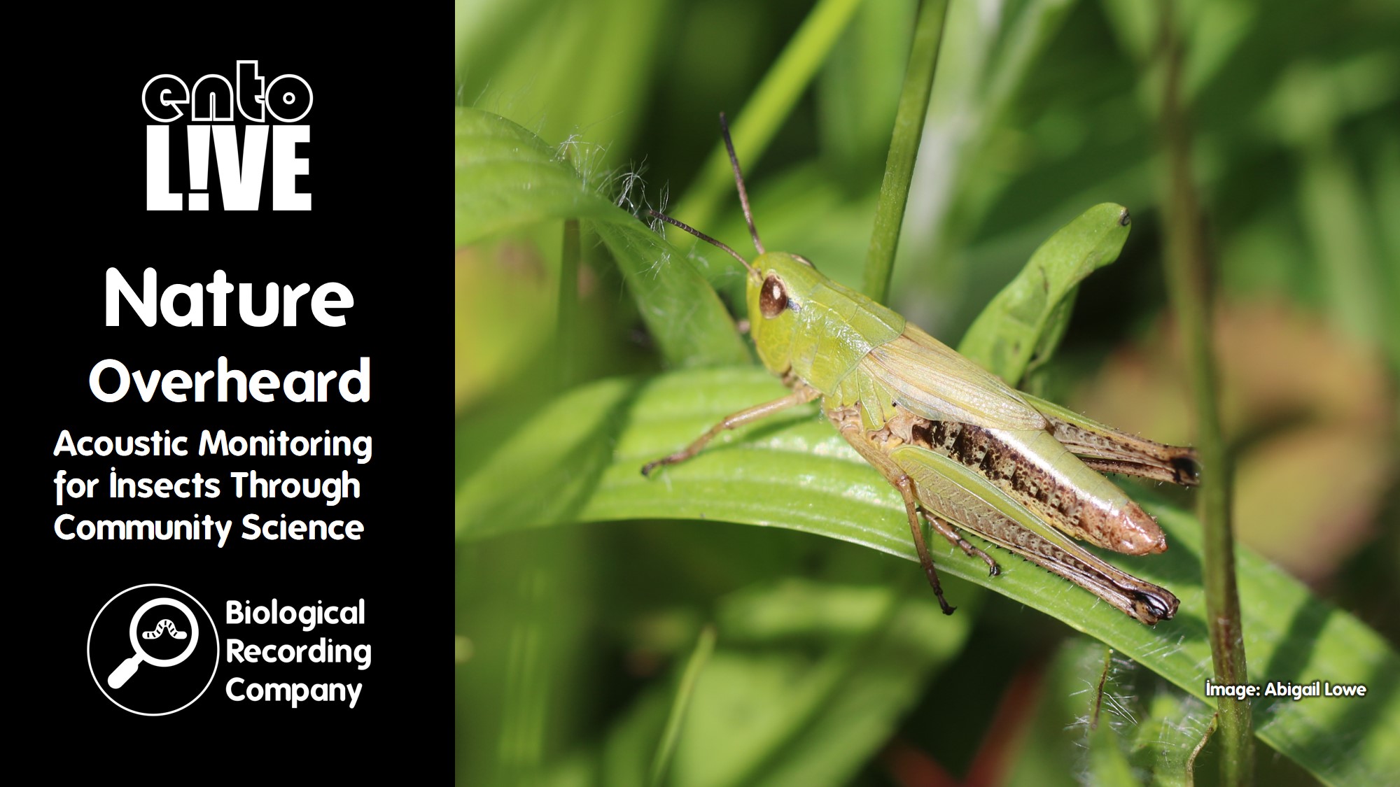 Nature Overheard: Acoustic Monitoring for Insects Through Community ...