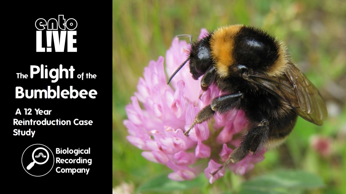The Plight of the Bumblebee: A 12-Year Reintroduction Case Study ...