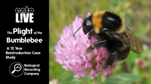The Plight of the Bumblebee: A 12-Year Reintroduction Case Study ...