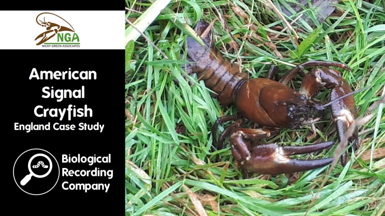 American Signal Crayfish: England Case Study – Biological Recording