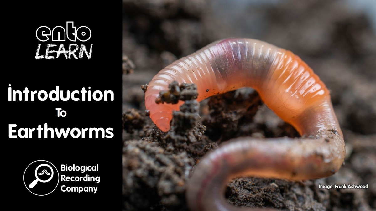 Introduction To Earthworms – Biological Recording