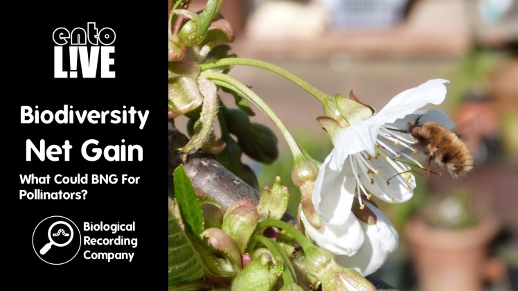 Habitat Condition Assessment Methods for BNG – Biological Recording