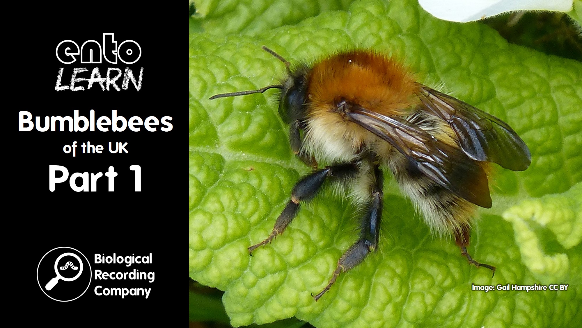 Bumblebees & Their Differing Habitats: How a Decade of Citizen Science ...