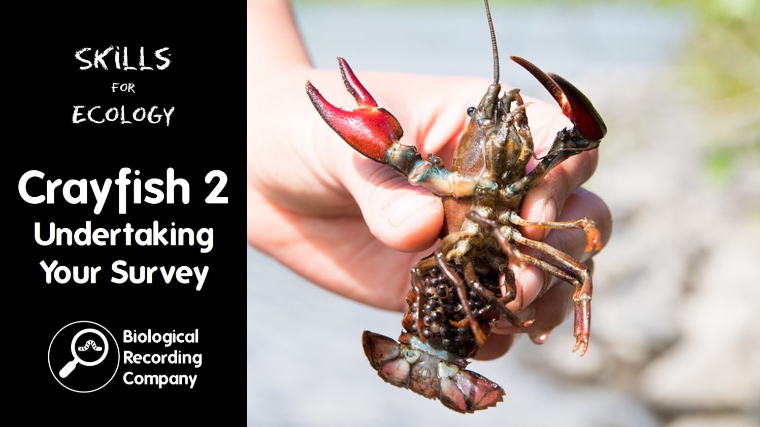 American Signal Crayfish: England Case Study – Biological Recording
