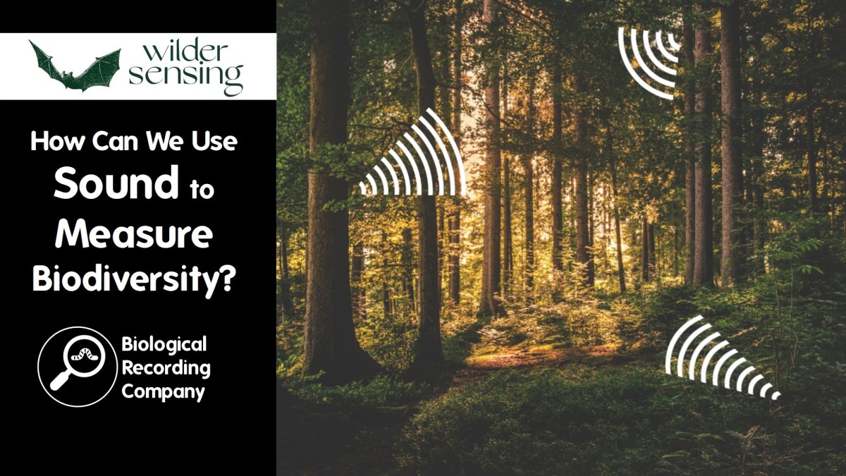 How Can We Use Sound to Measure Biodiversity? – Biological Recording