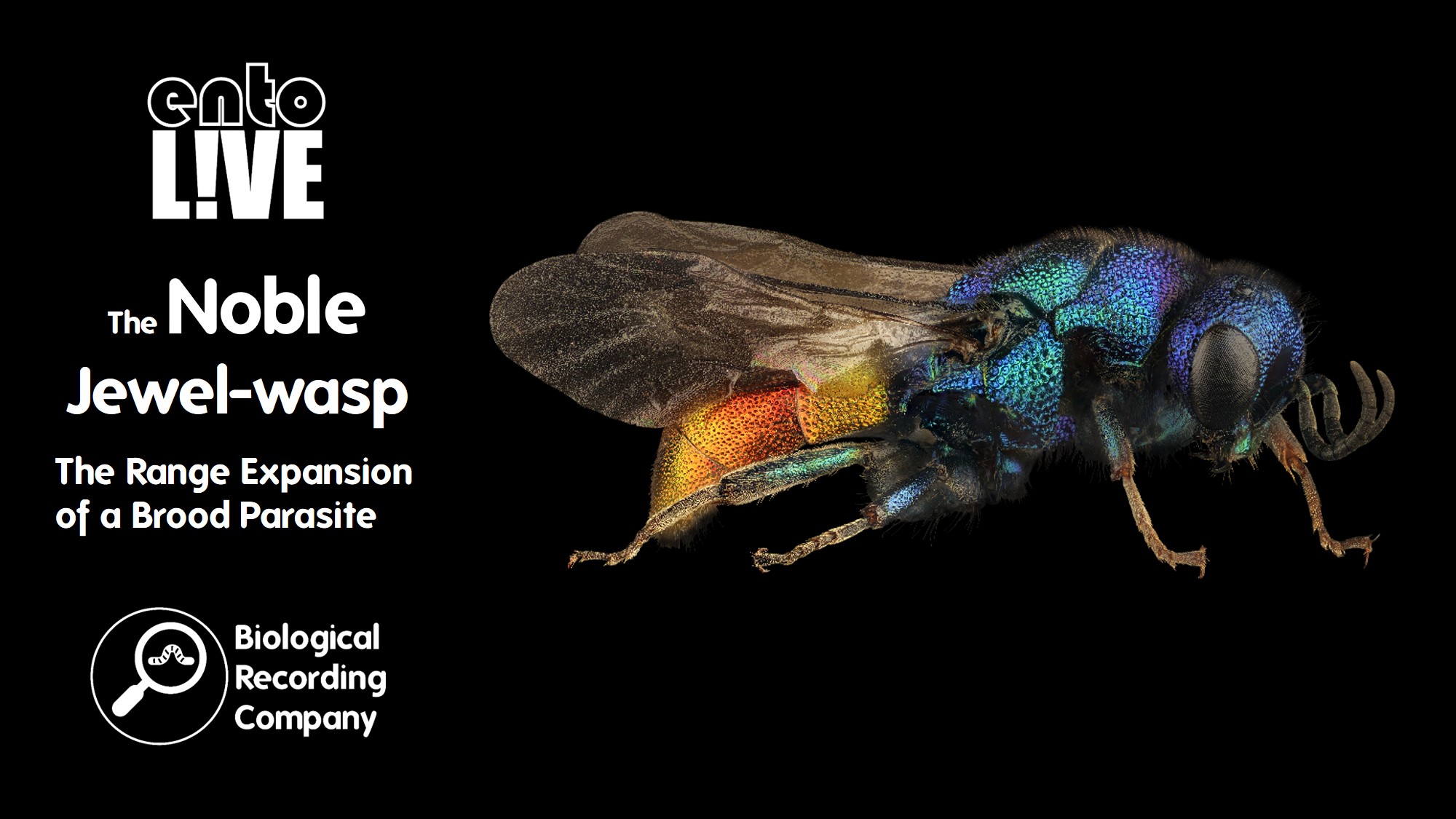The Noble Jewel-wasp: The Range Expansion of a Brood Parasite ...