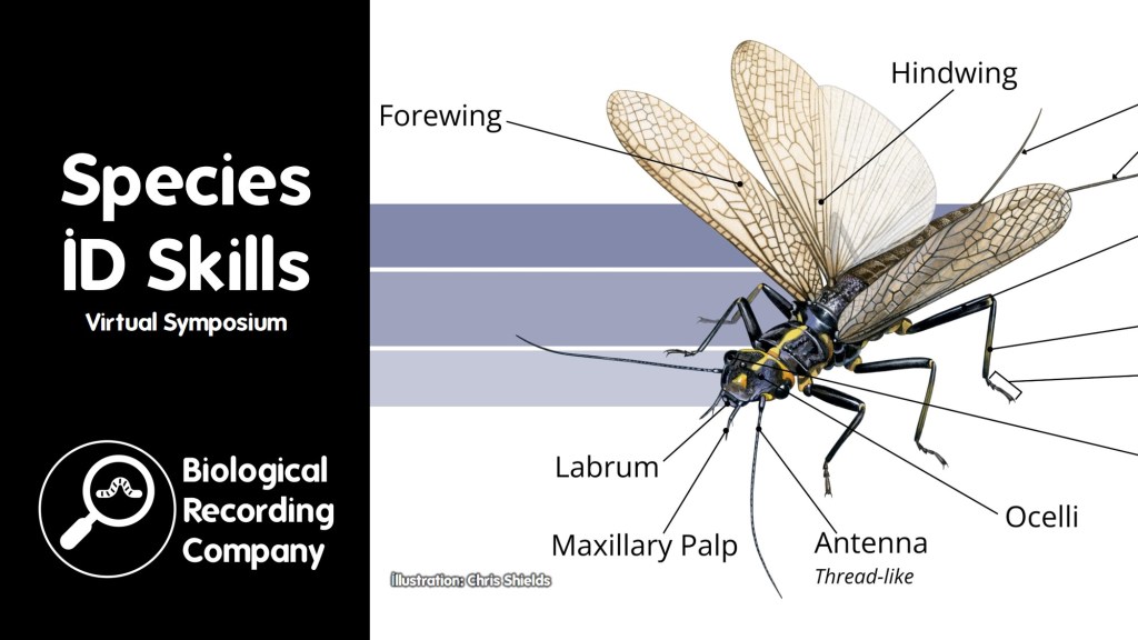 Species ID Skills Virtual Symposium – Biological Recording