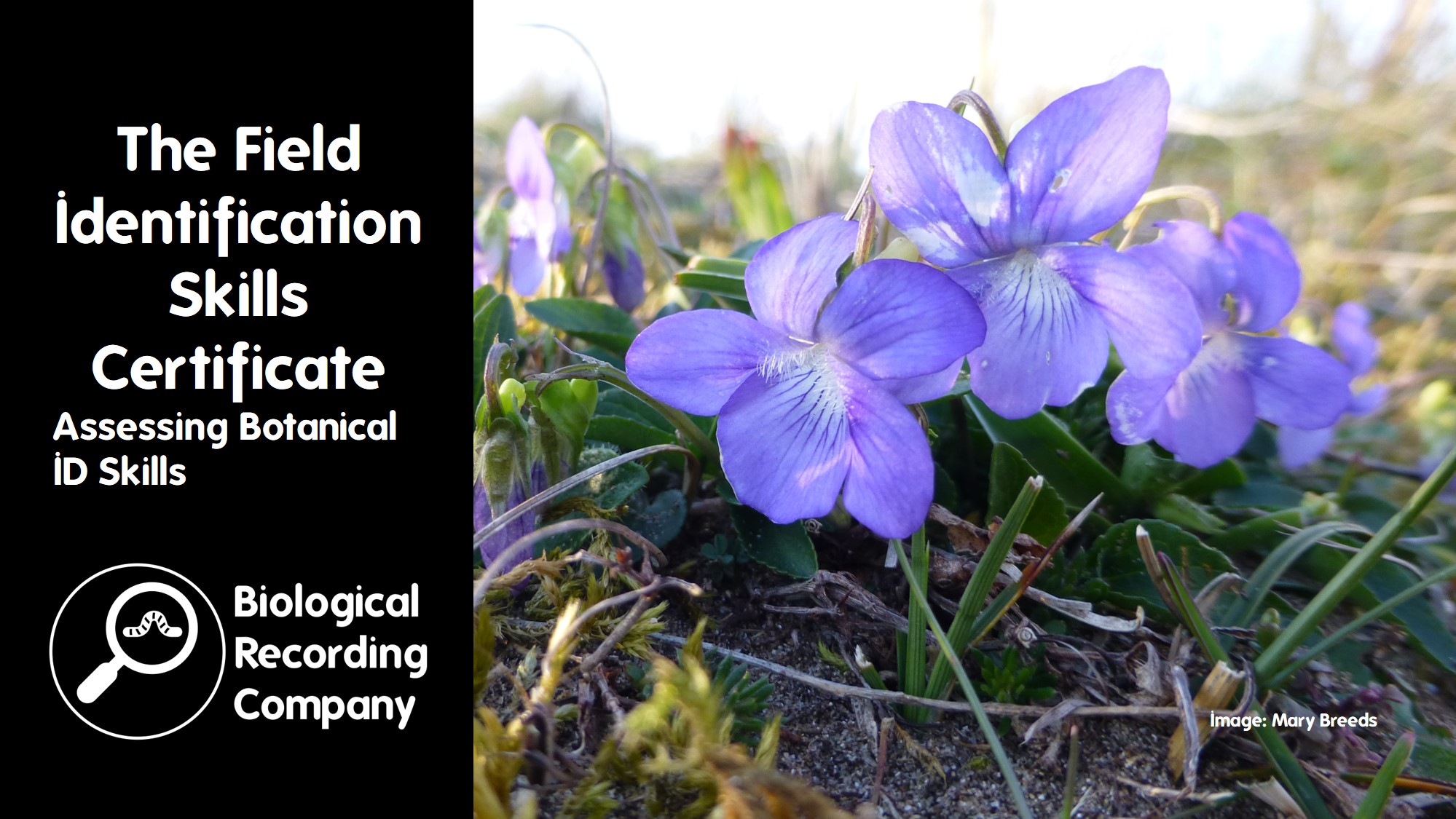 The Field Identification Skills Certificate: Assessing Botanical ID ...