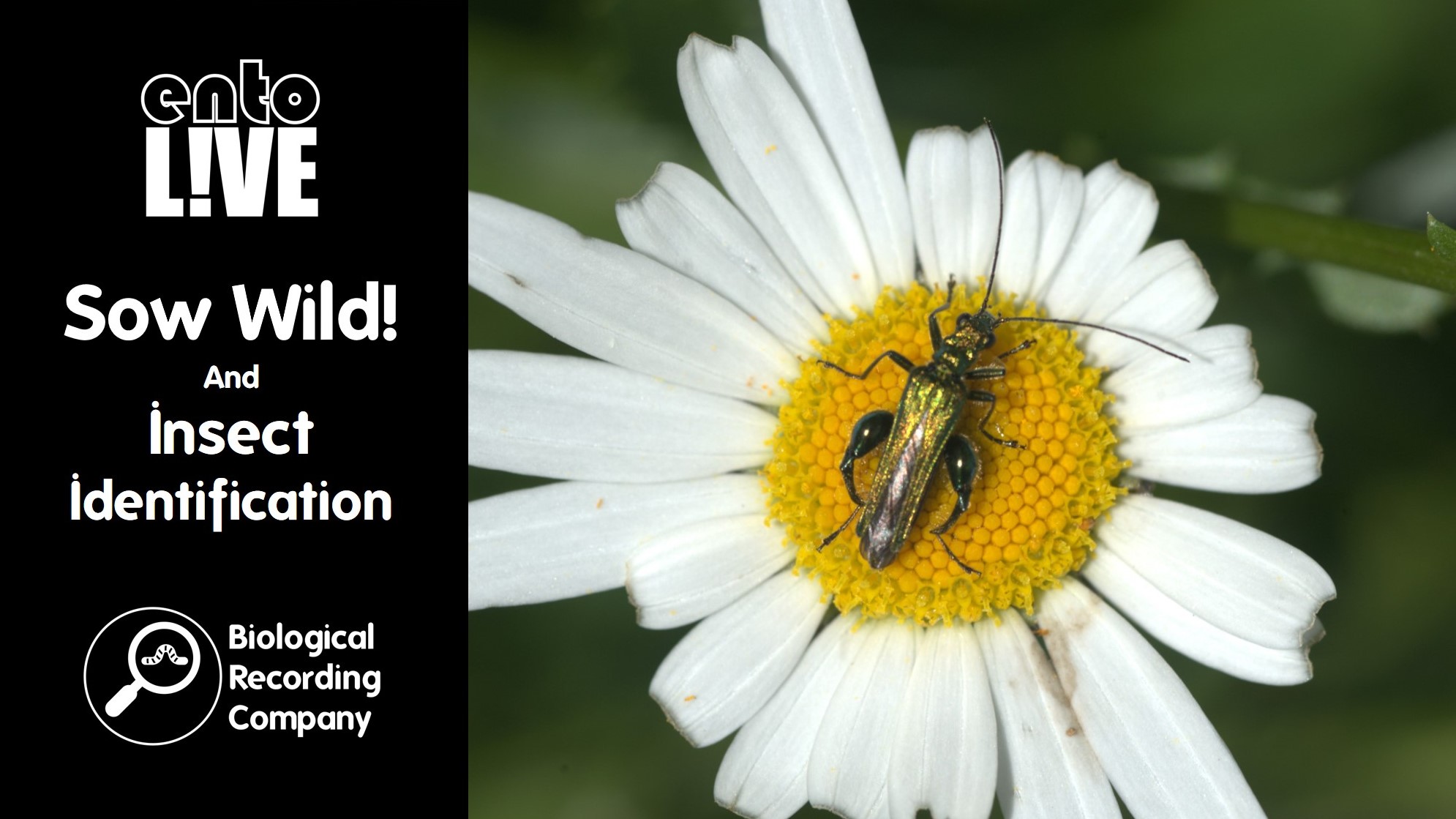 Sow Wild! and Insect Identification – Biological Recording