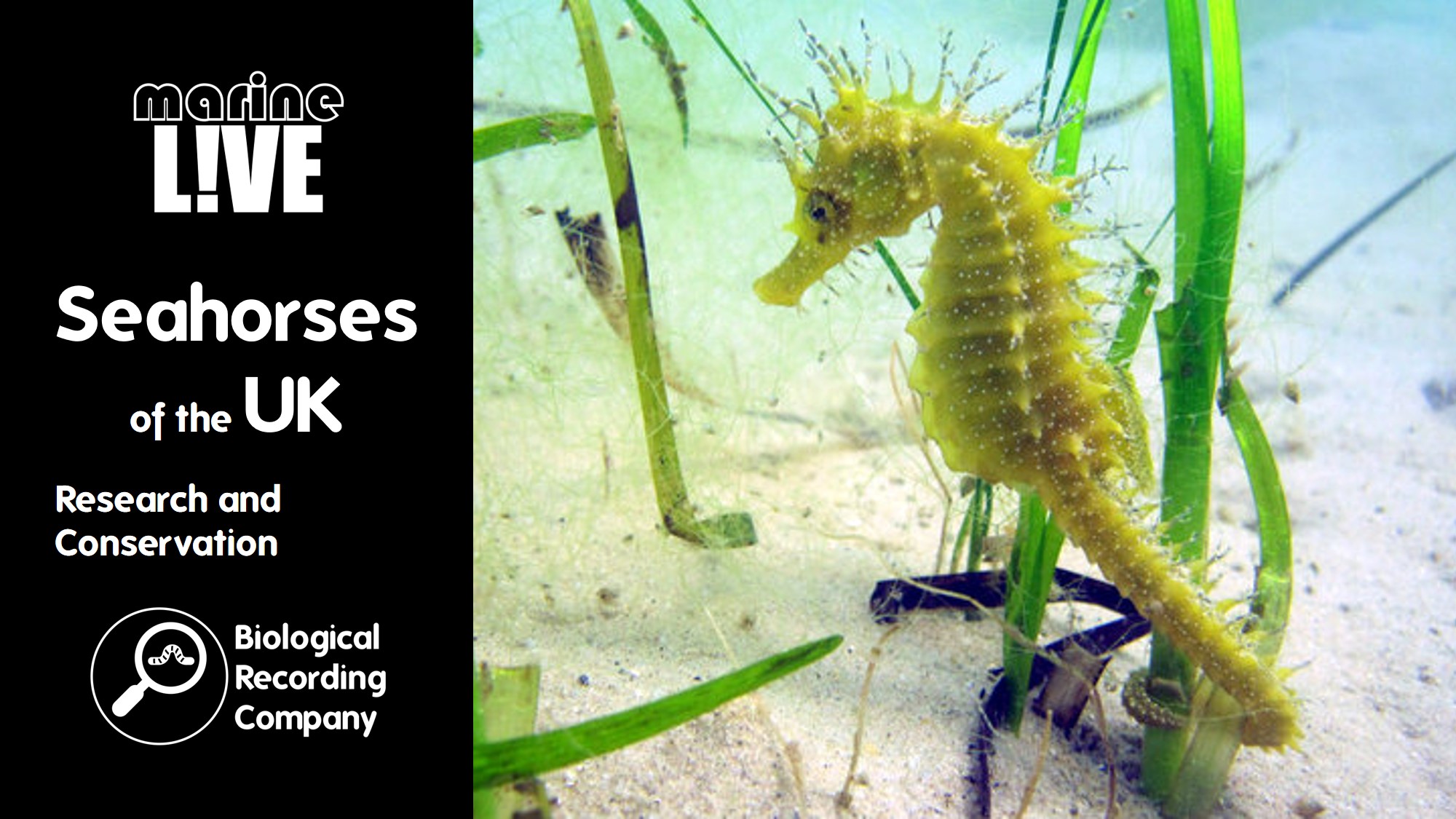 Seahorses of the UK: Conservation and Research – Biological Recording