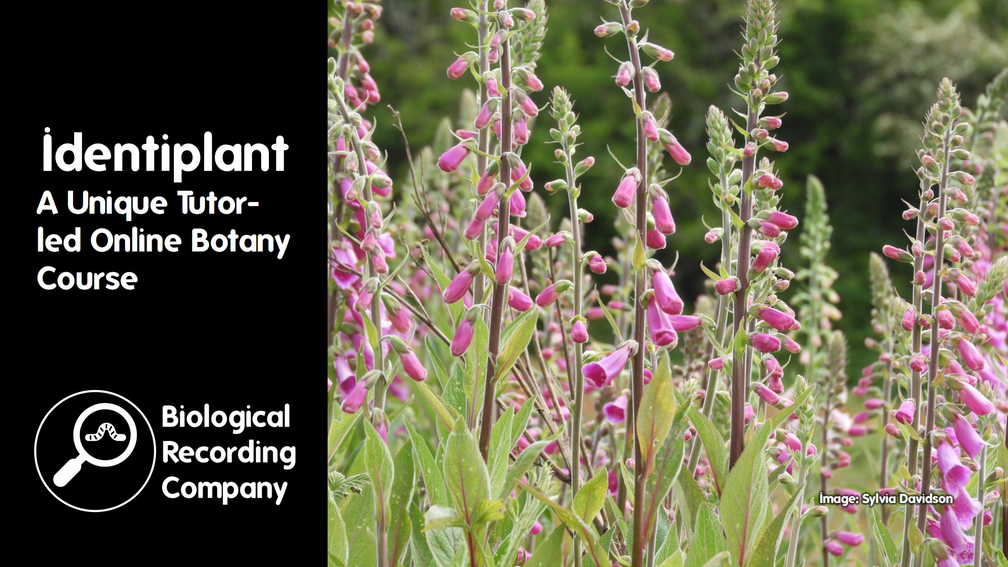 Identiplant: A Unique Tutor-led Online Botany Course – Biological Recording